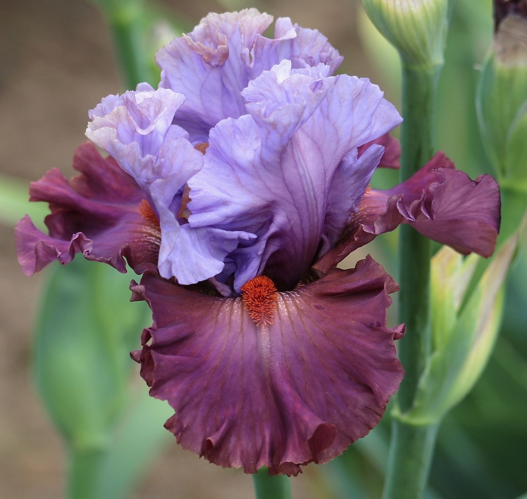 Foreign Concept | Mid-America Garden