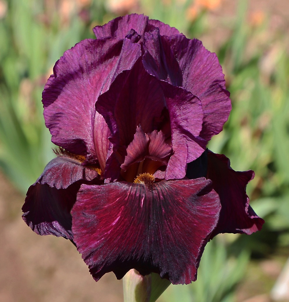 Maroon Minaret | Mid-America Garden
