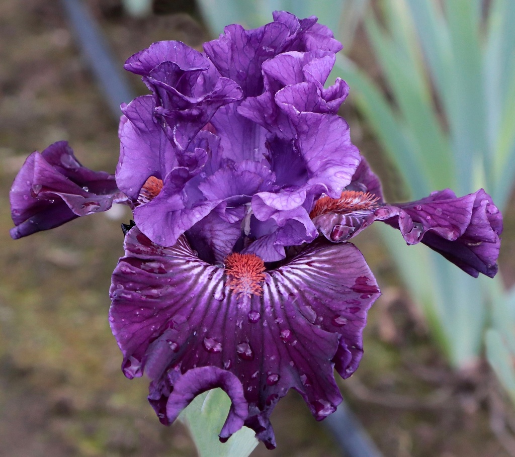 Smiling Amethyst | Mid-America Garden