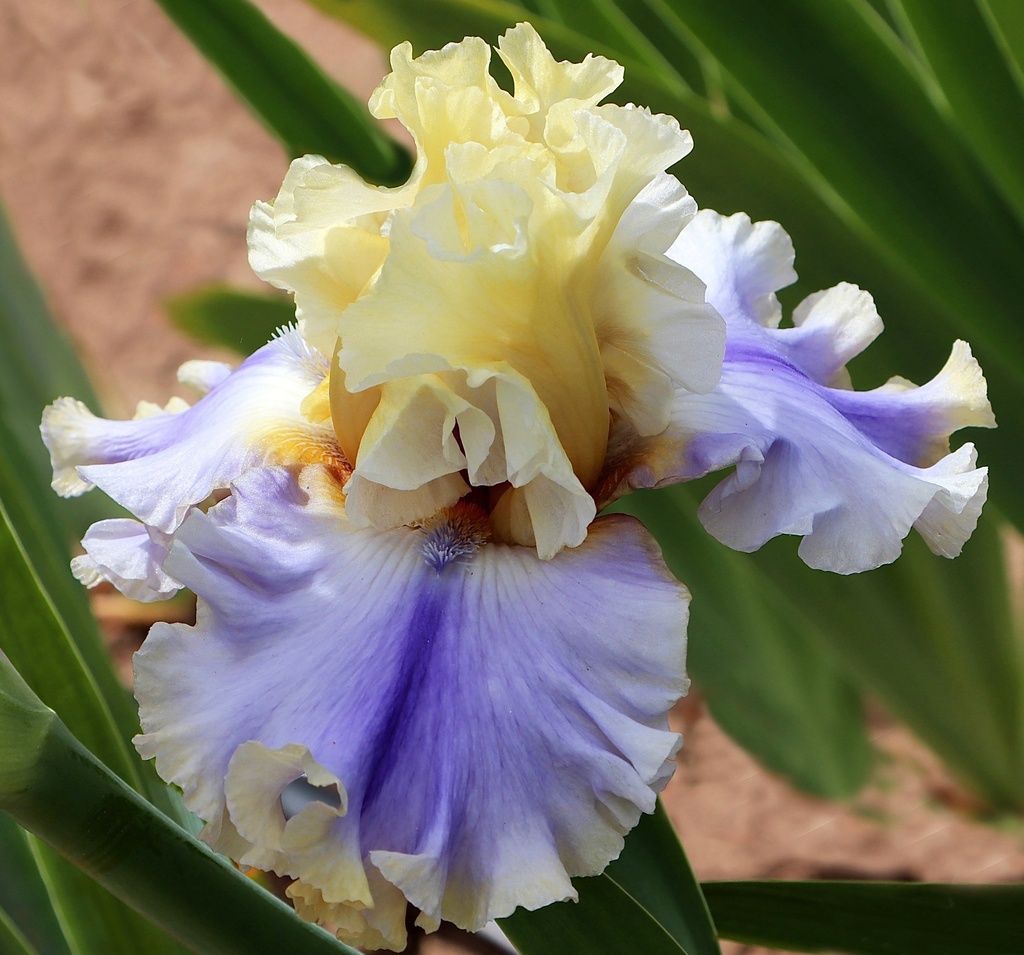 Ripples In Time | Mid-America Garden