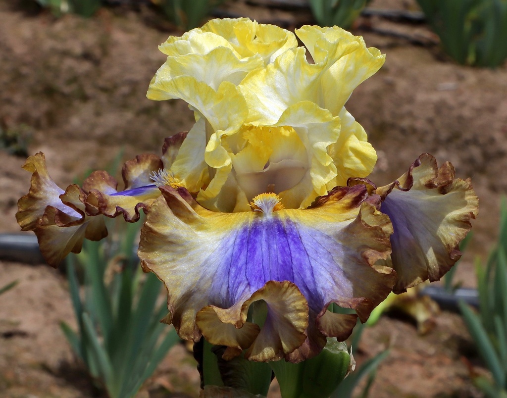 Funky Town | Mid-America Garden