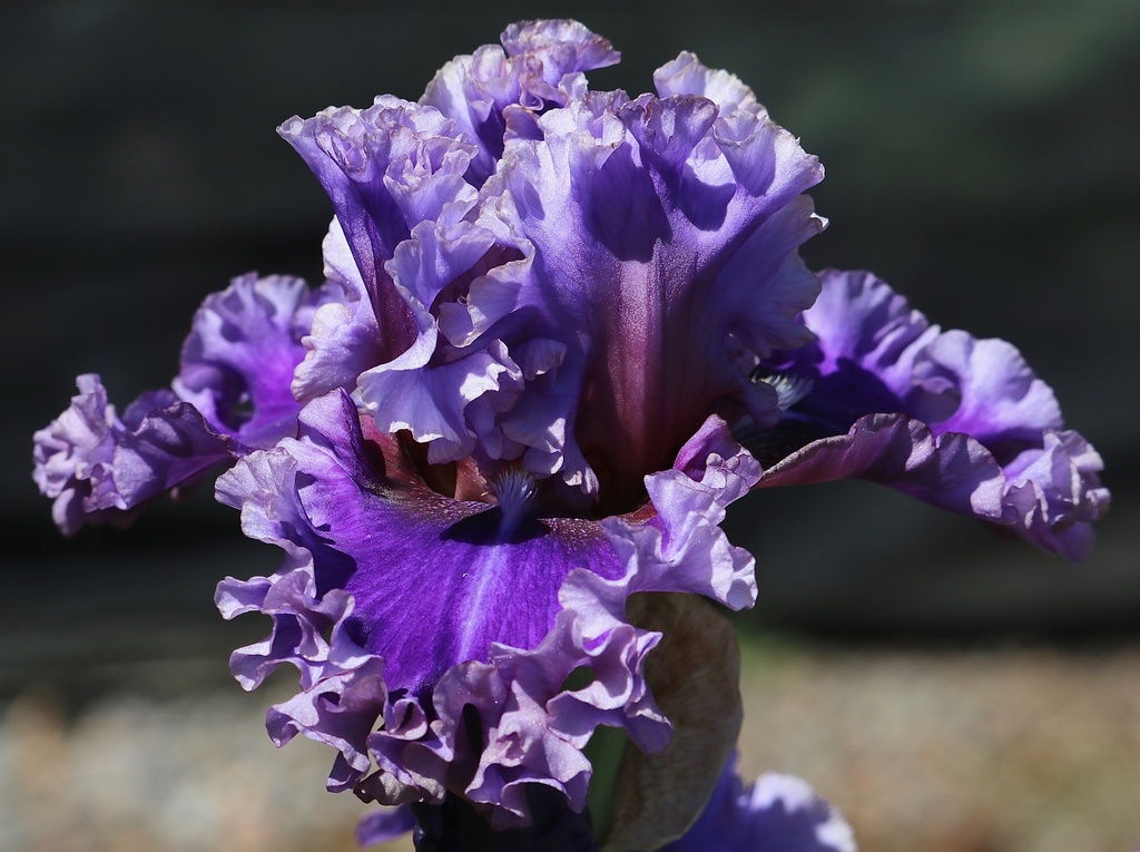 Dramatic Finale | Mid-America Garden