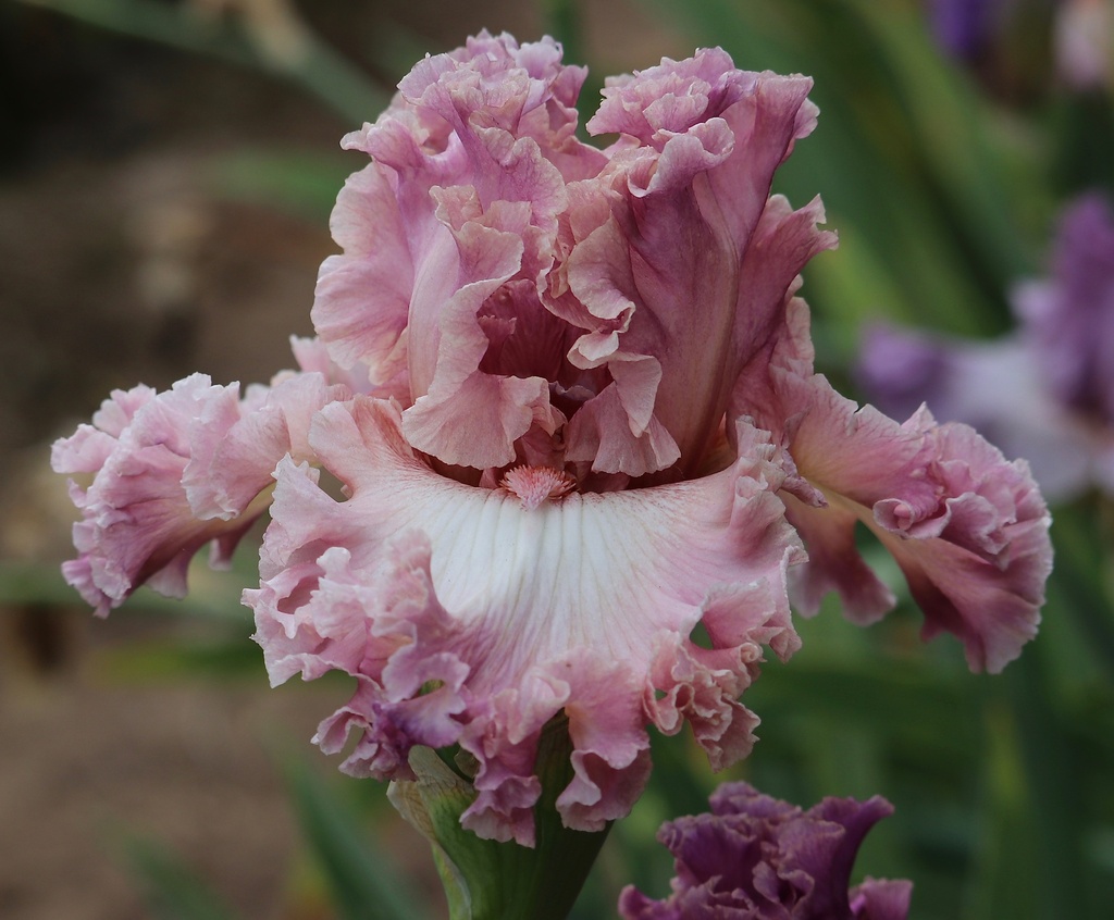 Happily Ever After | Mid-America Garden