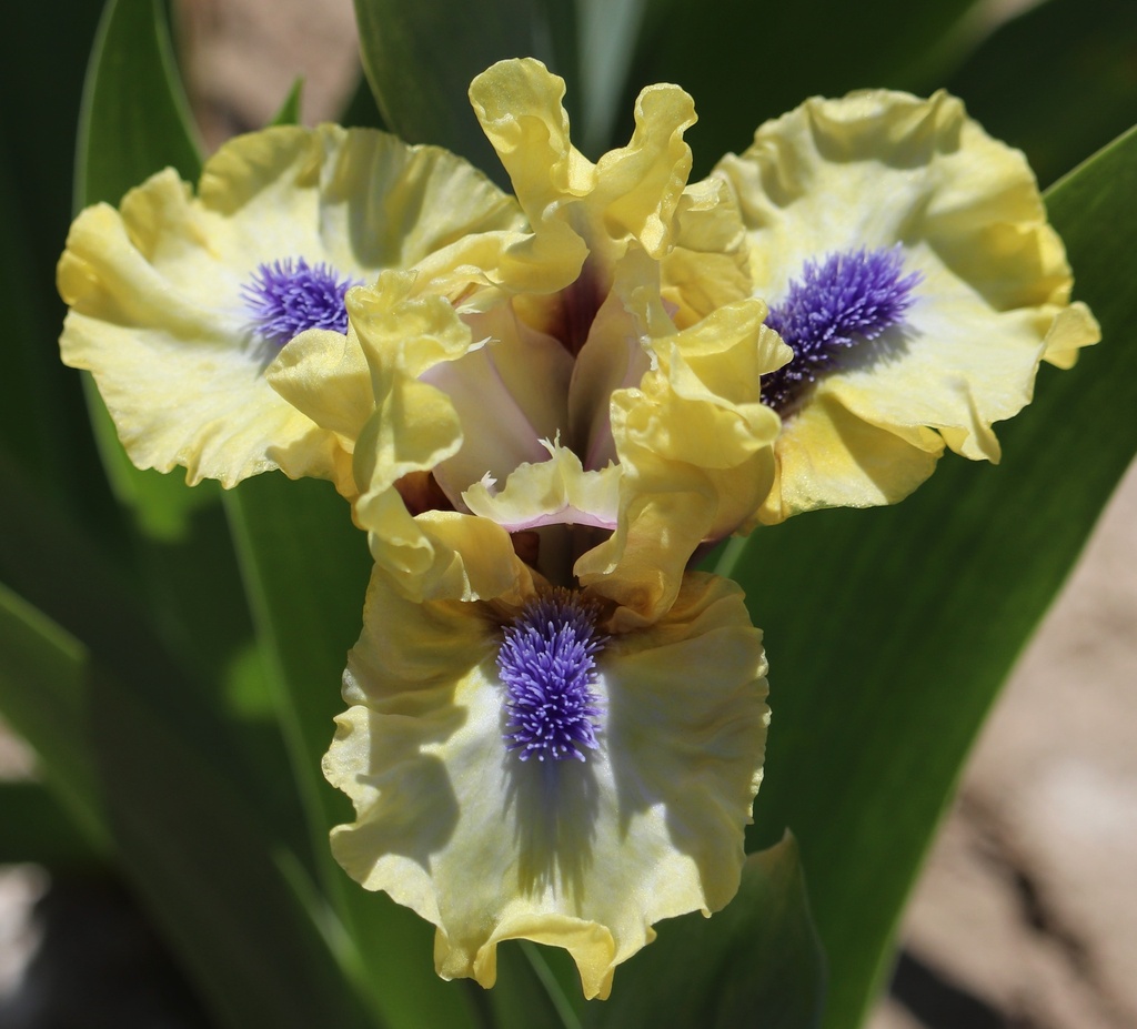 Lemon Blues | Mid-America Garden