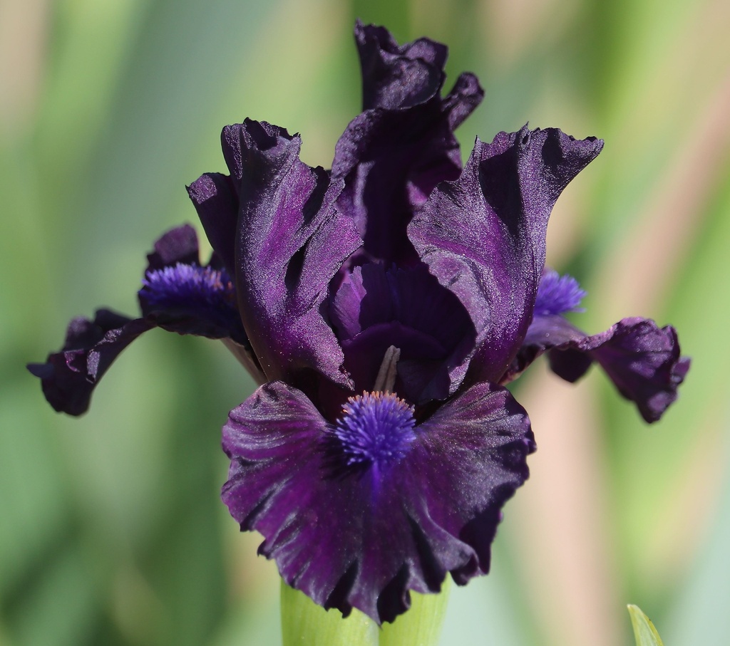 Wolfish Grin | Mid-America Garden