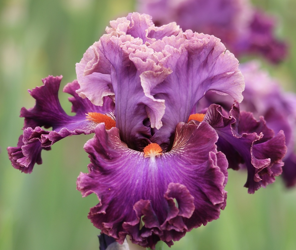 Timeless Classic | Mid-America Garden