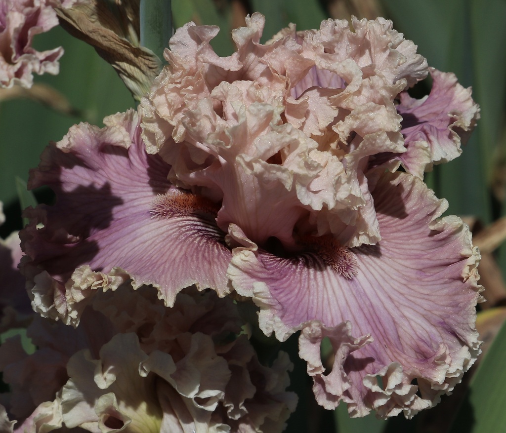 Topography | Mid-America Garden