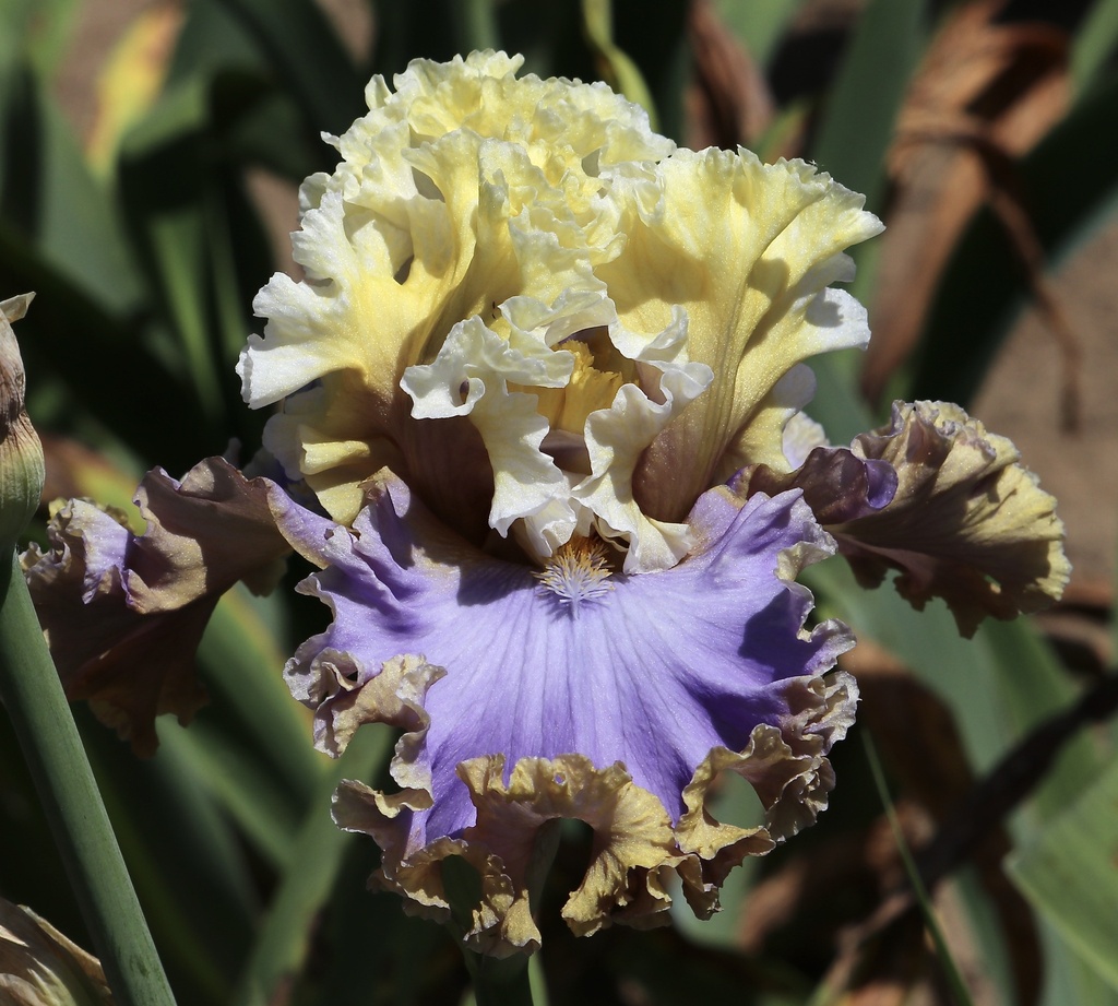 Wave Of Passion | Mid-America Garden