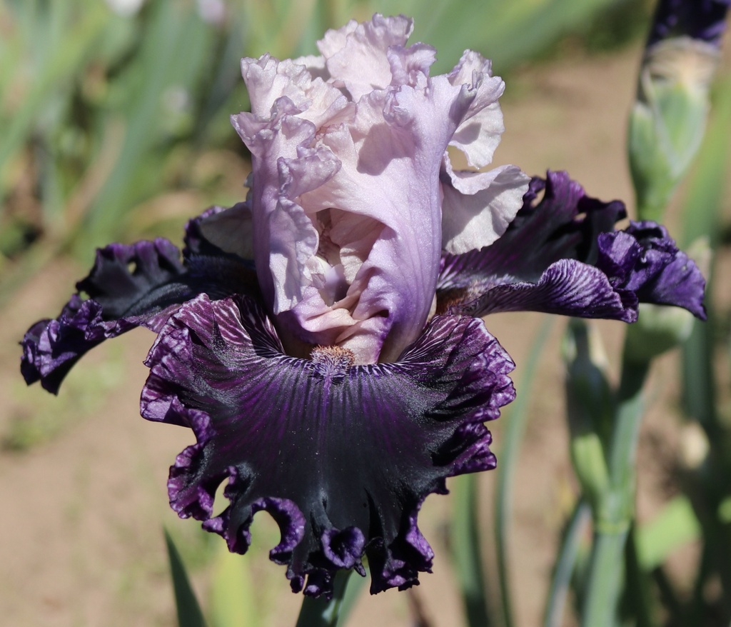 Dusk To Midnight | Mid-America Garden