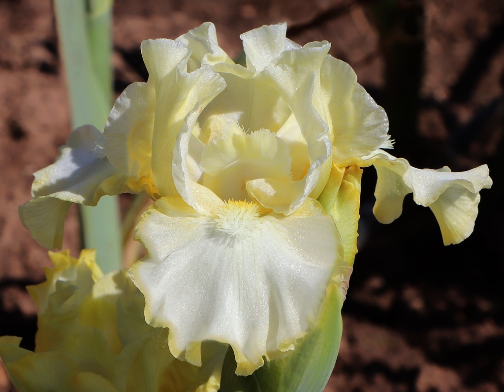 Dainty Bride | Mid-America Garden