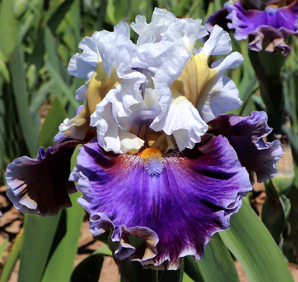 Beyond Fabulous | Mid-America Garden