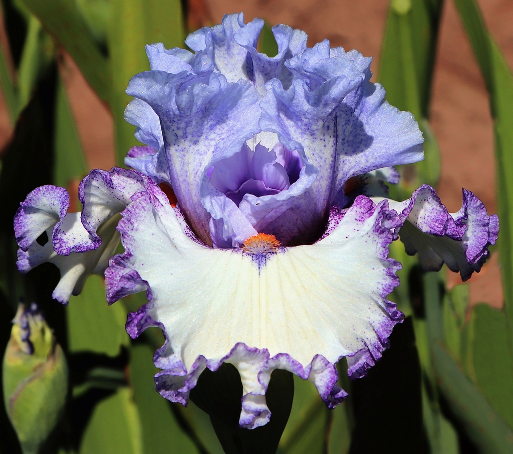 Magic Is Happening | Mid-America Garden