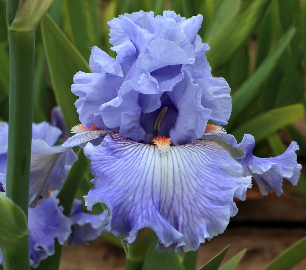 Blueprint For Spring | Mid-America Garden