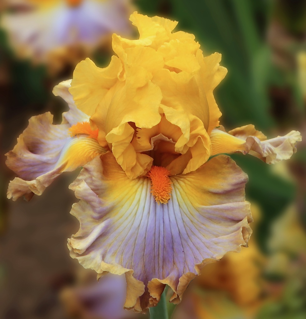 Athena's Robe | Mid-America Garden