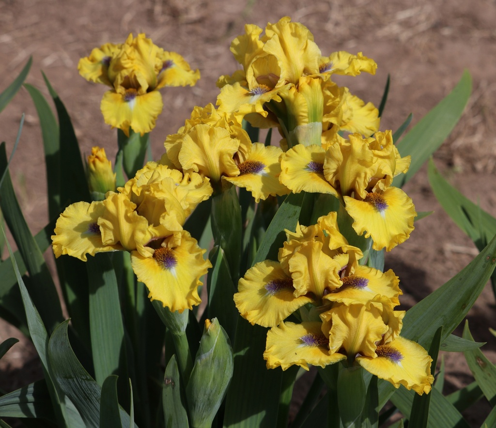 Canary Crush | Mid-America Garden