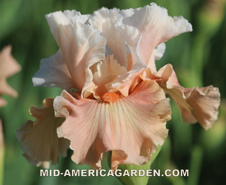 Bashful Princess | Mid-America Garden