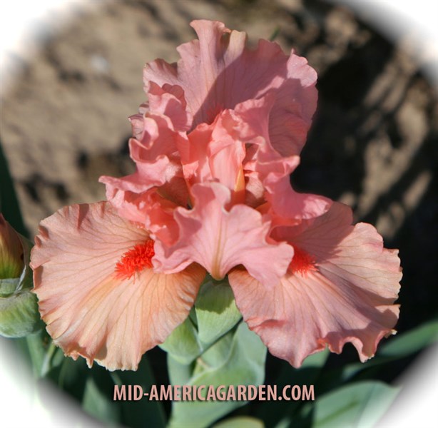 Portland Pink | Mid-America Garden