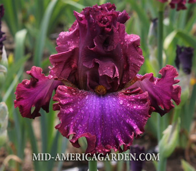 Ravishing Ruby | Mid-America Garden